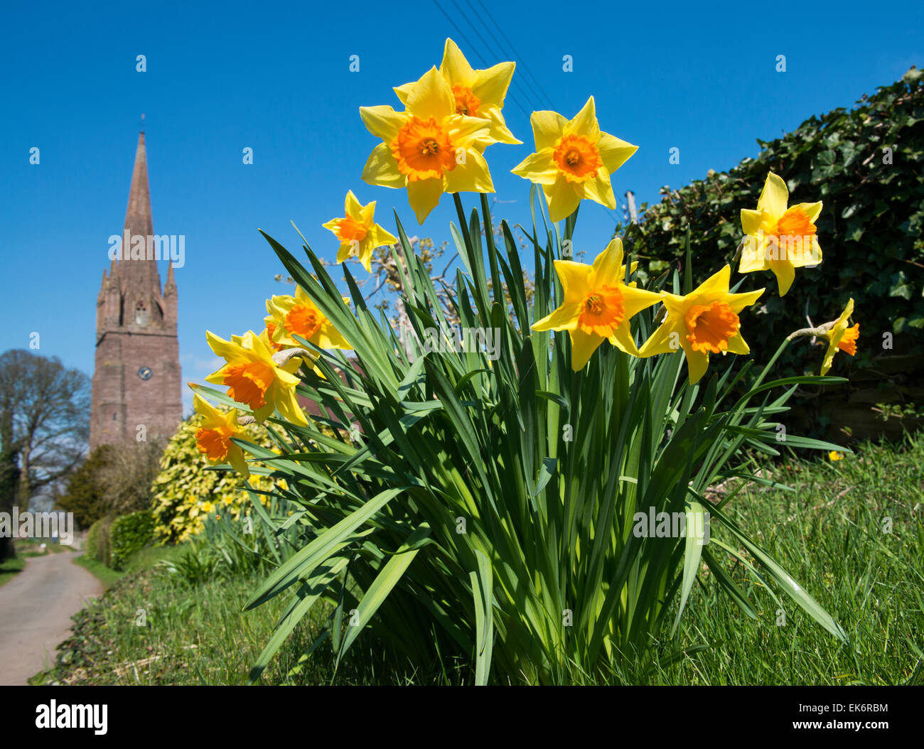 Daffodils in bloom in the village of Weobley, with the church of St ...