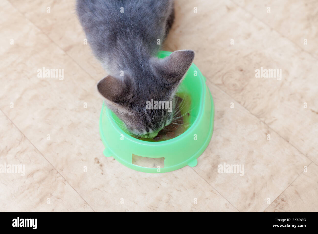 kitten eating from green bowl. very angry cat Stock Photo - Alamy