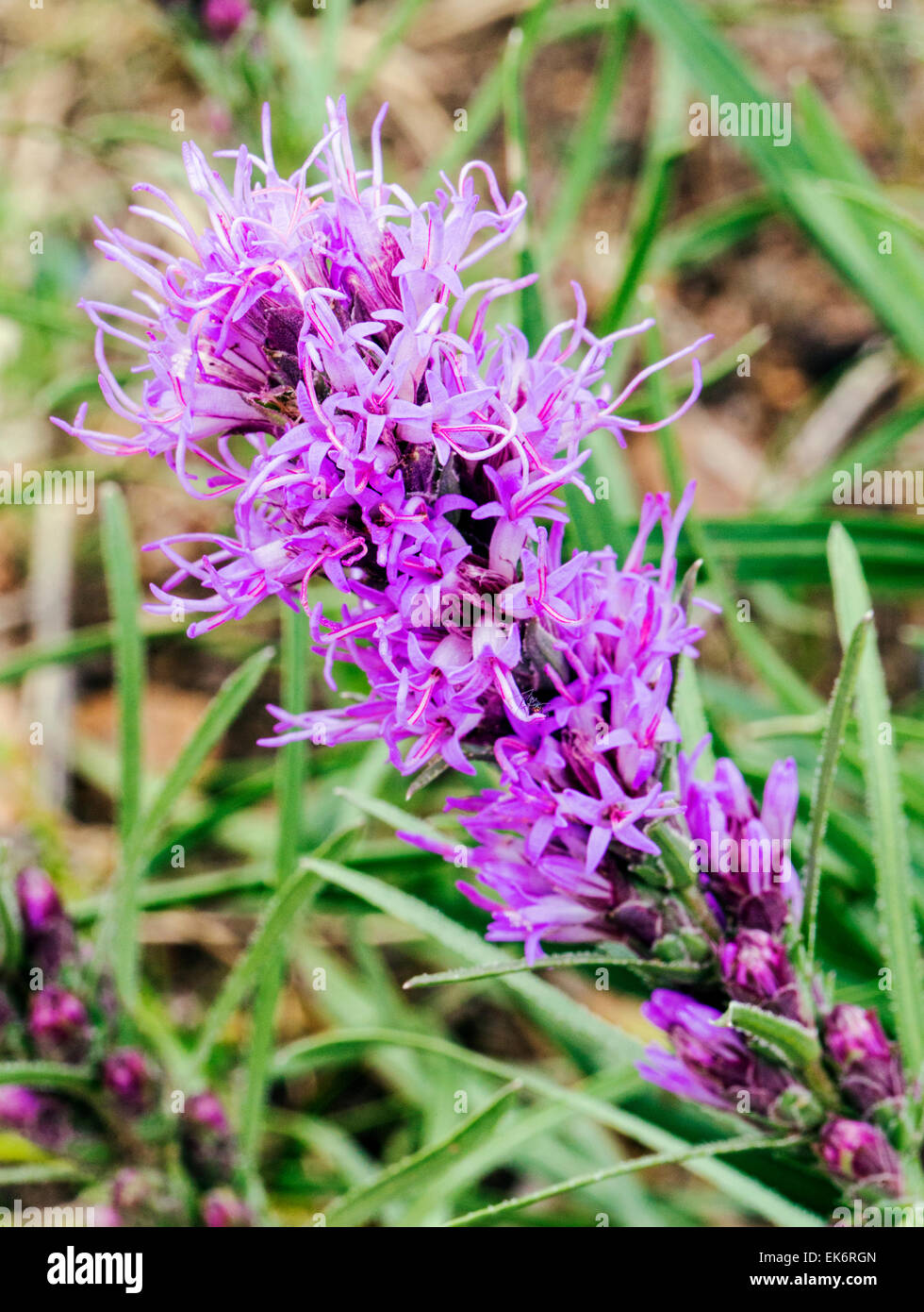 Prairie Blazingstar, Kansas Gayfeather, Liatris pycnostachya ...