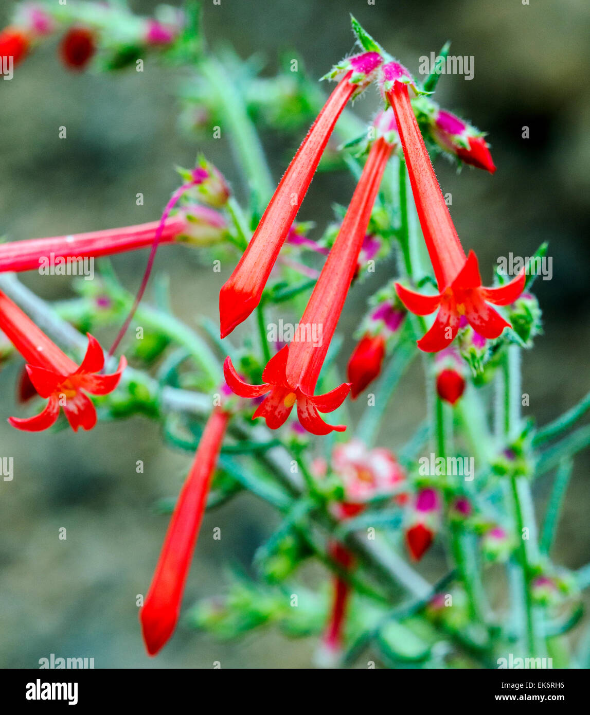 Scarlet Gilia, Ipomopsis aggregata, Morning Glories, wildflowers in ...