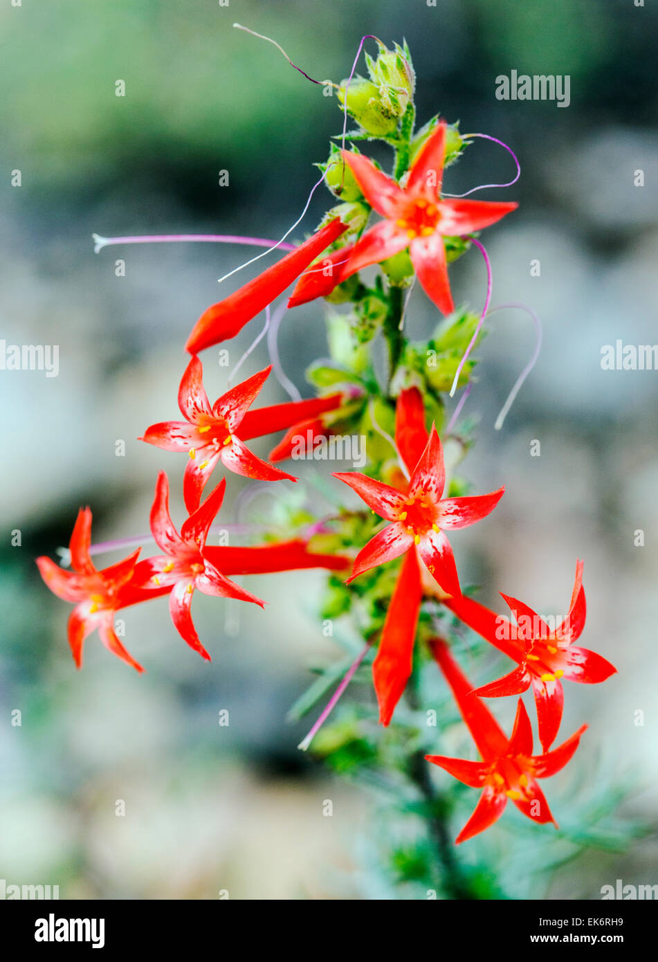 Scarlet gilia hi-res stock photography and images - Alamy