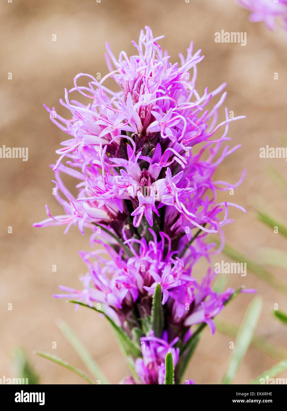 Attractive beautiful colorful vibrant prairie wildflowers hi-res stock ...