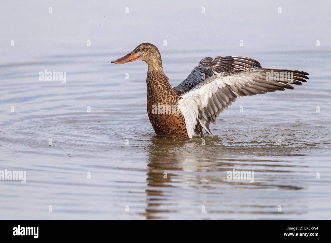 Female northern shoveler in flight hi-res stock photography and images - Alamy