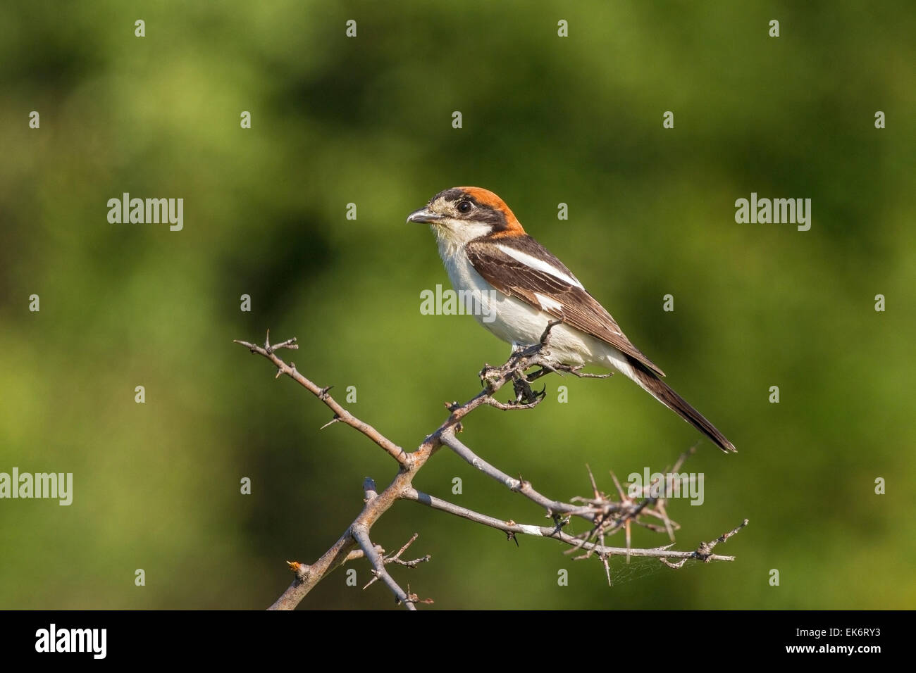 Woodchat Shrike (Lanius senator), adult female with brood patch perched ...