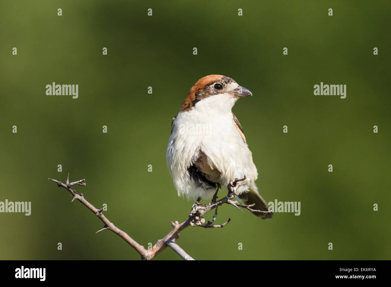 Woodchat Shrike (Lanius senator), adult female with brood patch perched ...
