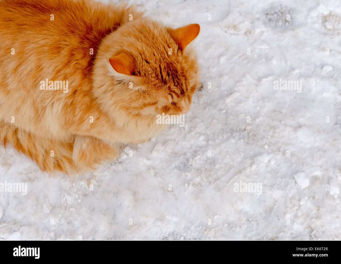 Ginger cat snow hi-res stock photography and images - Alamy