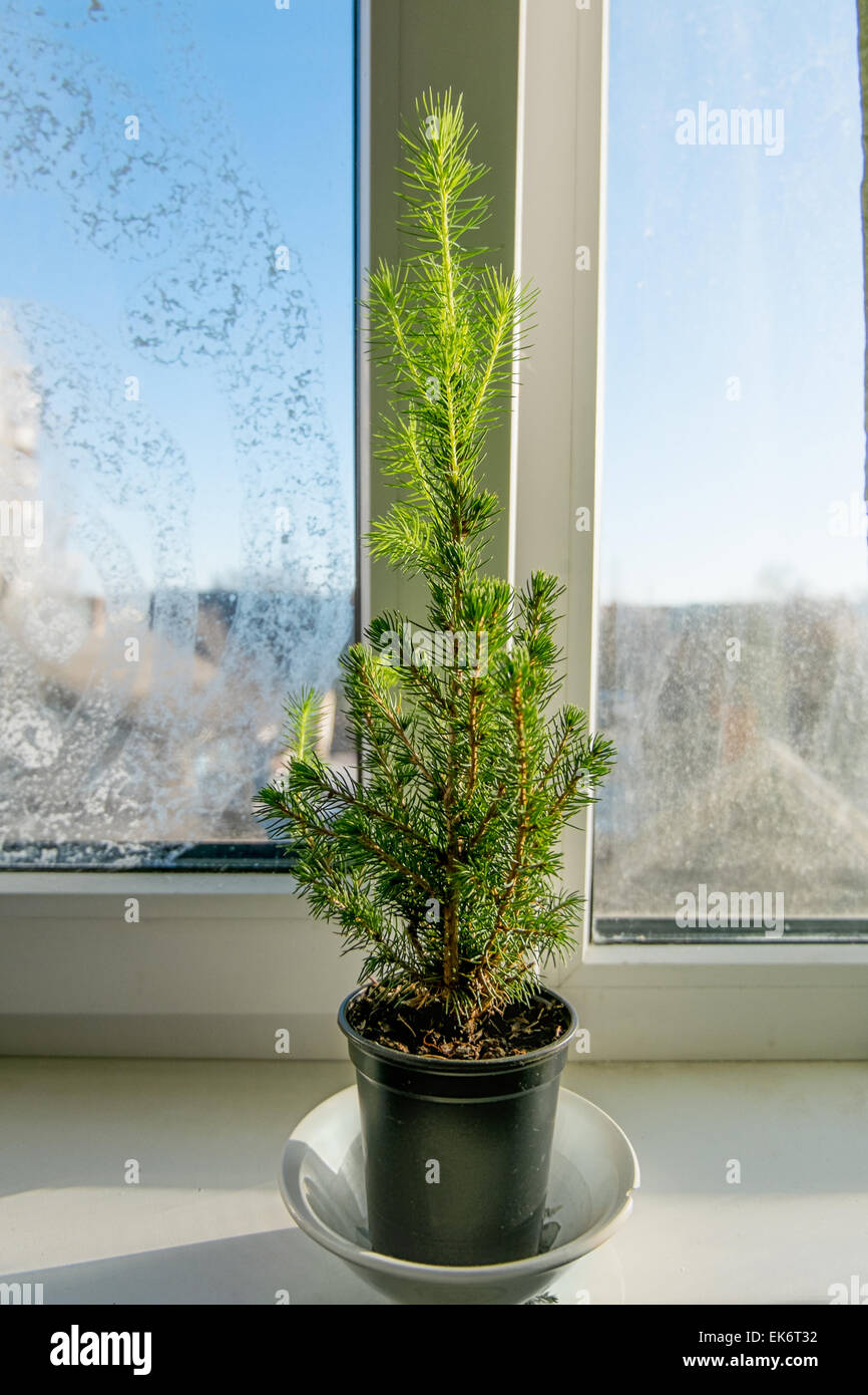 Evergreen tree hi-res stock photography and images - Alamy