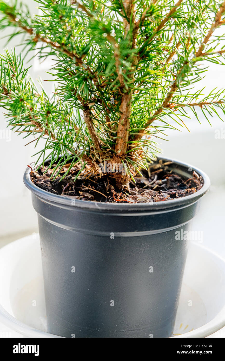 Conifer pot hi-res stock photography and images - Alamy