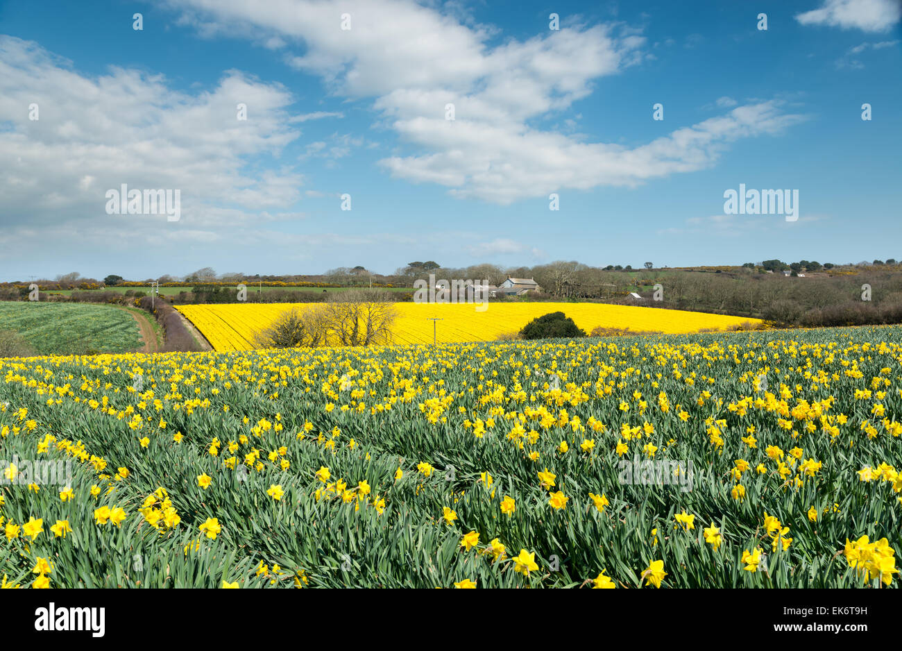 Cornish daffodils hi-res stock photography and images - Alamy