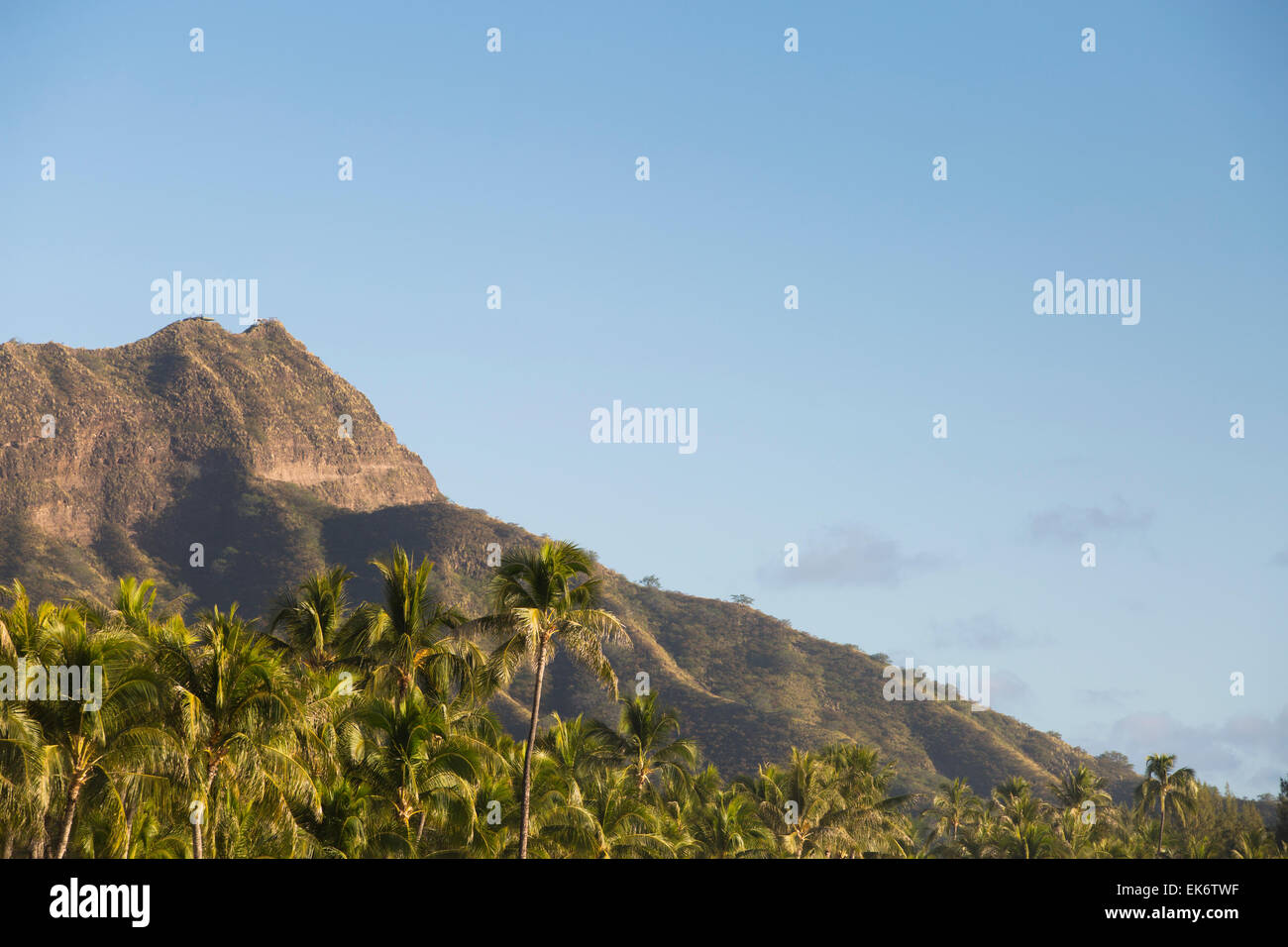 Hawaii oahu palm trees hi-res stock photography and images - Alamy