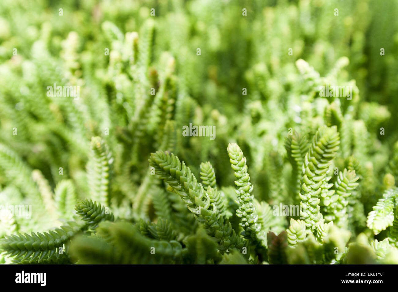 Macro grass close up Stock Photo - Alamy