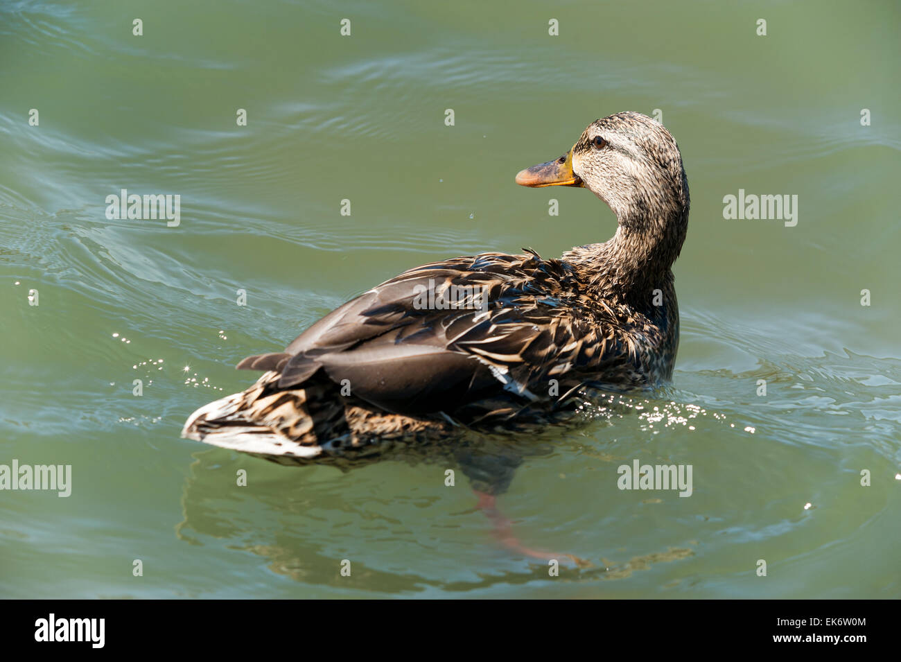 The water swimming wildlife duck Stock Photo - Alamy