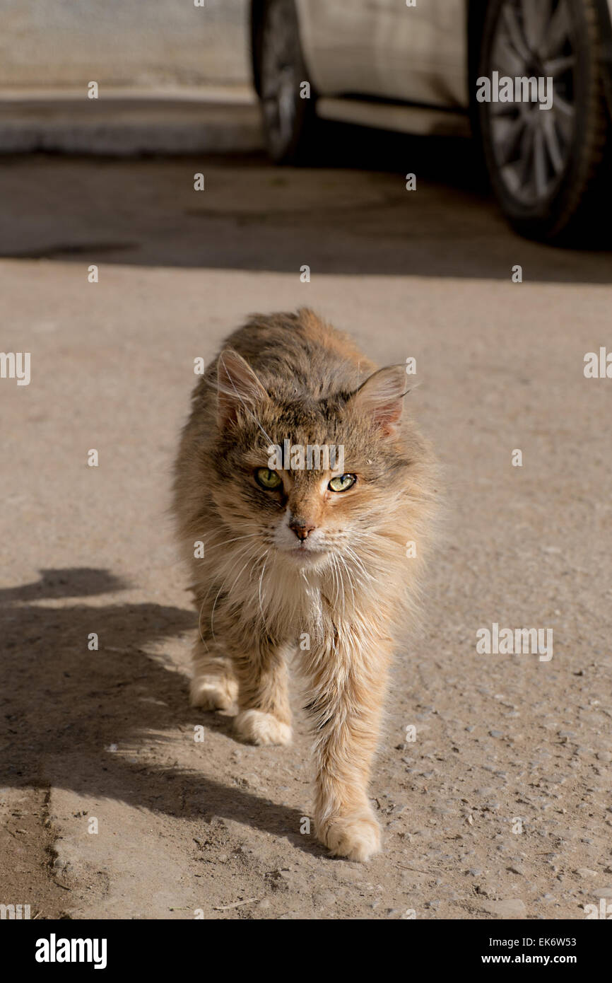 Homeless cat walking in the street and looking at camera Stock Photo ...