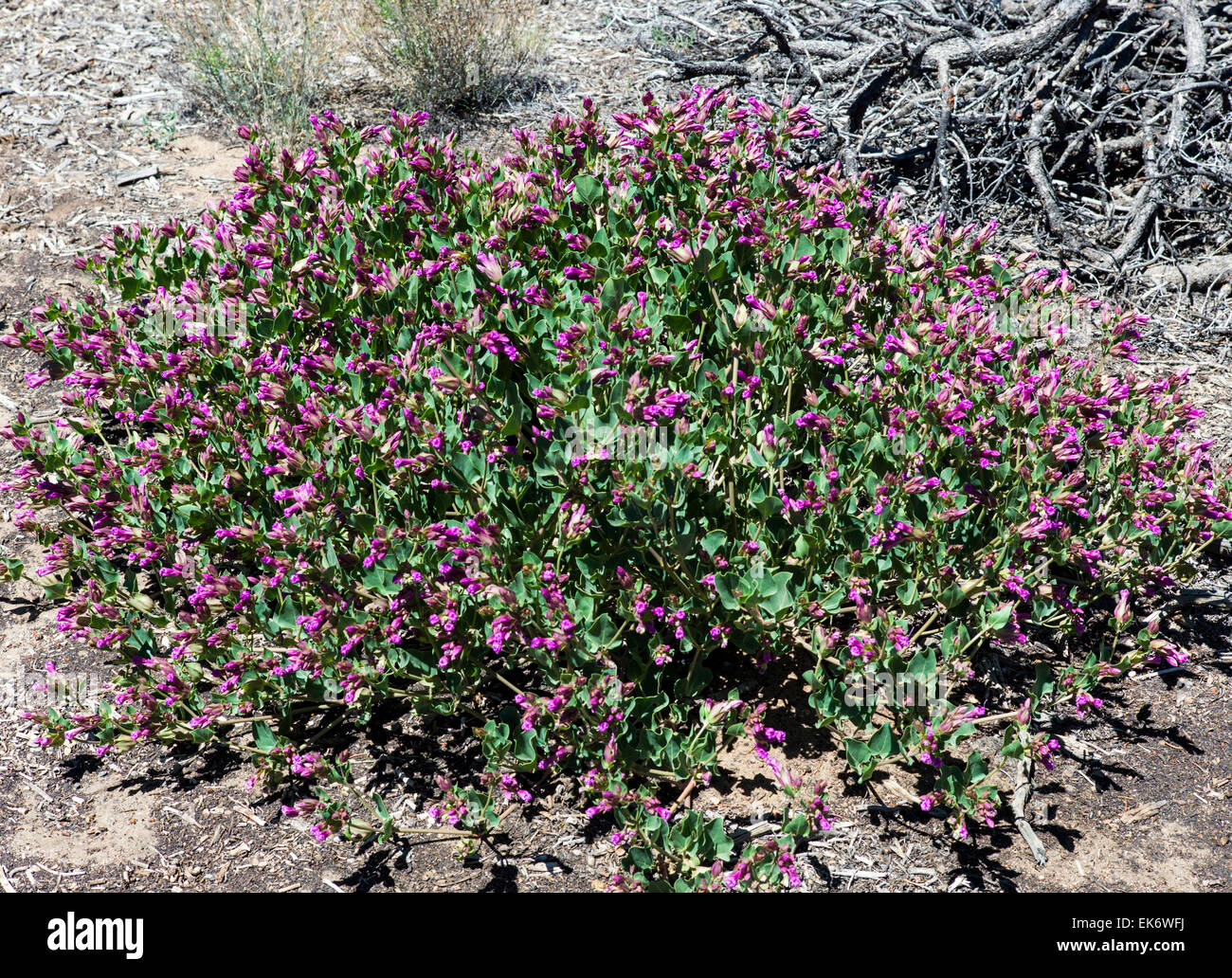 Desert Four O'Clock, Mirabilis multiflora, wildflower in bloom, Central ...