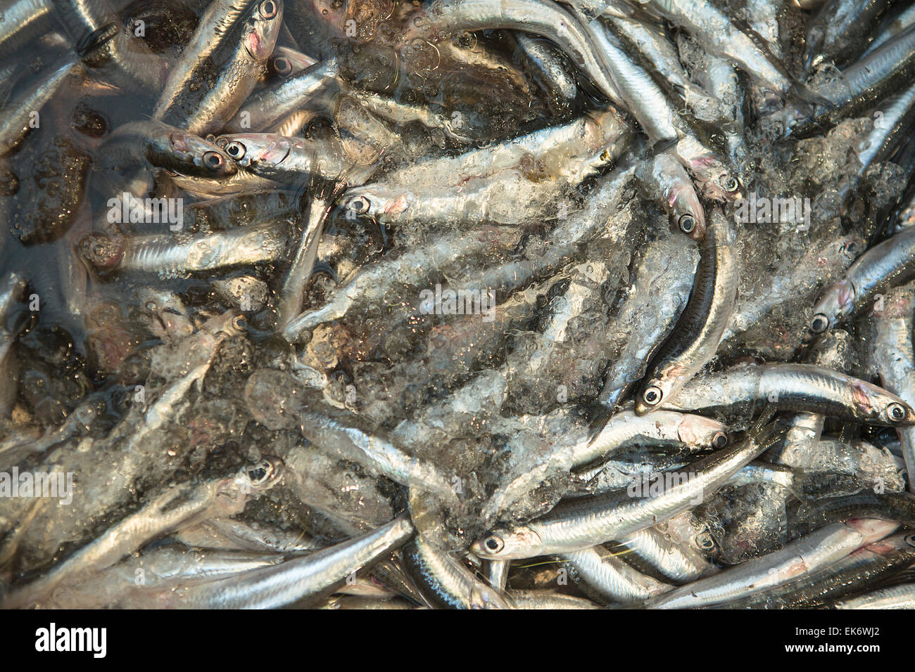 Fresh anchovies in market at Malaga, Spain The European anchovy ...