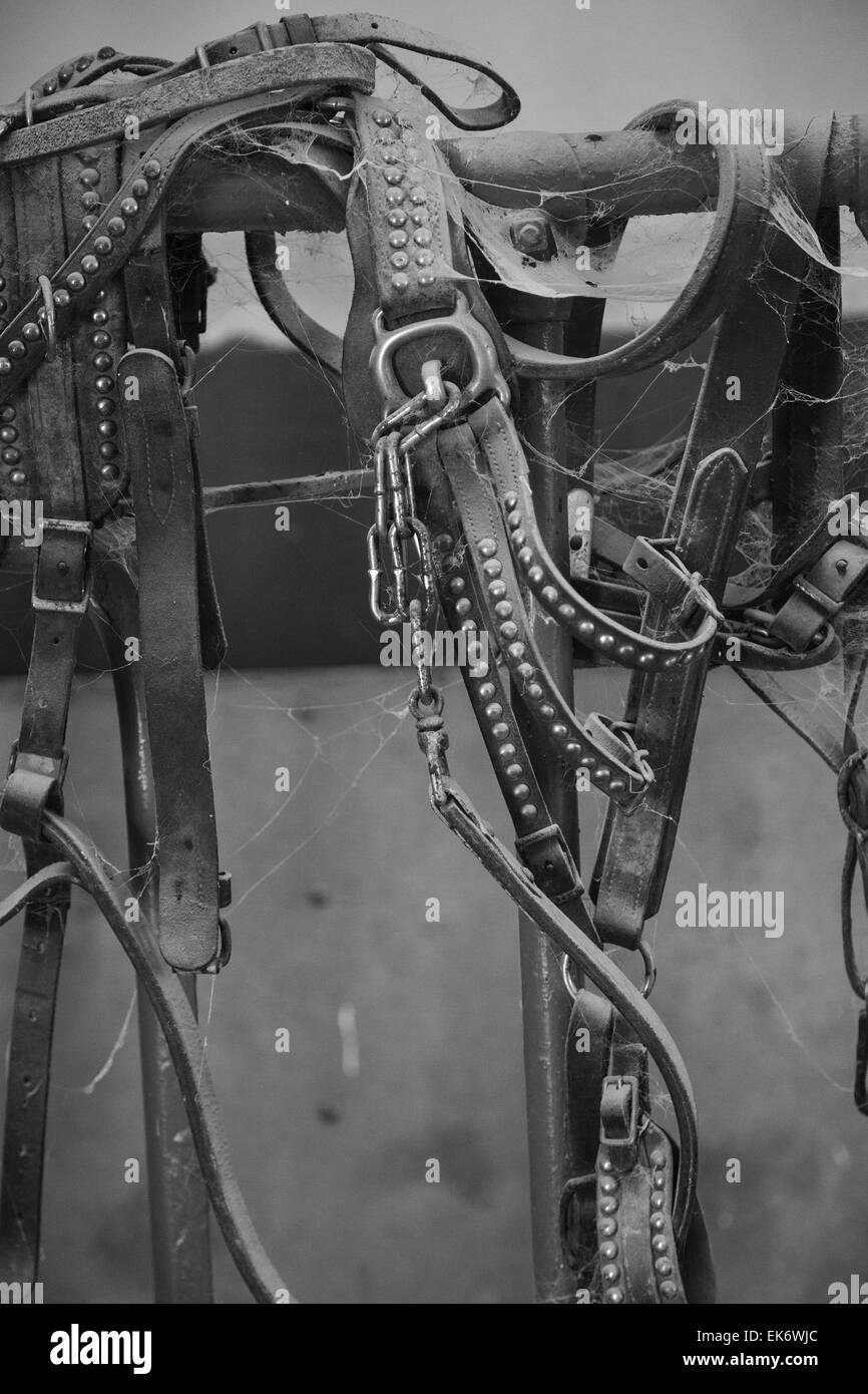 Old tack inside a tack room Stock Photo - Alamy