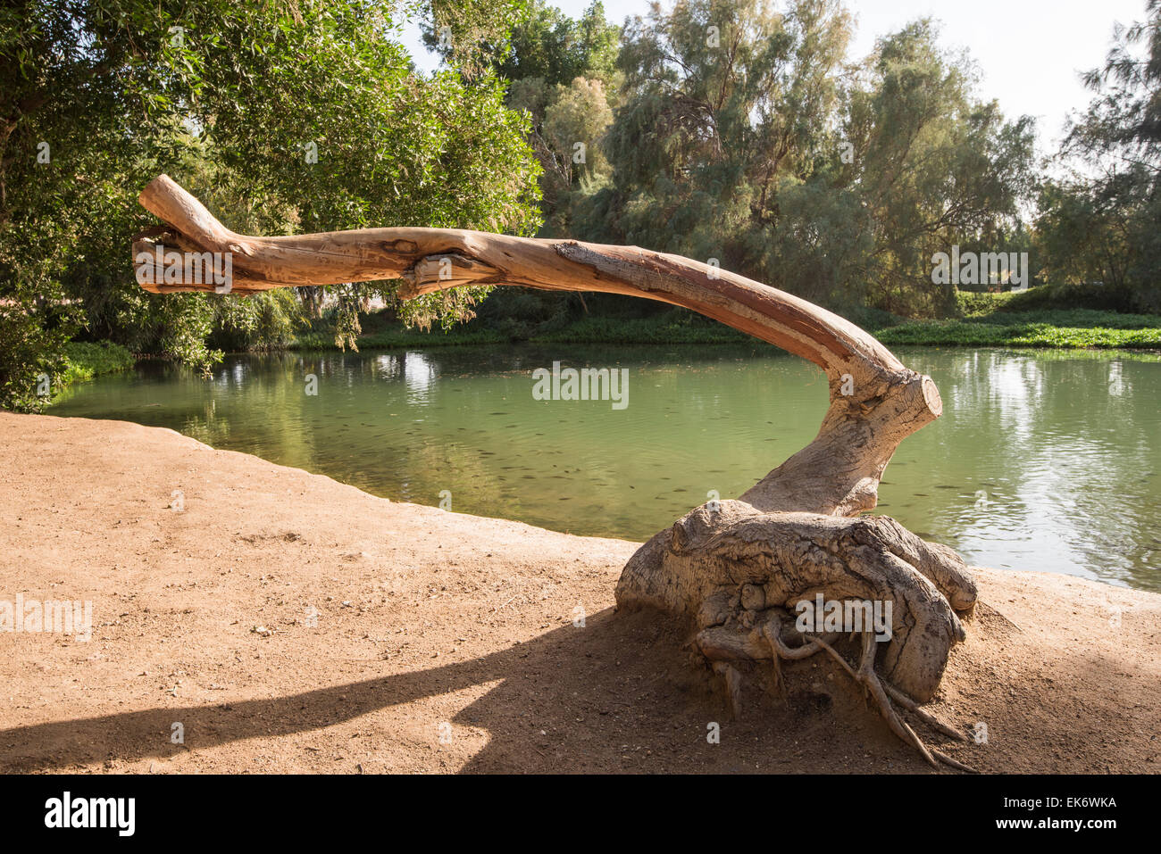 Old tree trunk next to a pond in rural countryside park Stock Photo - Alamy