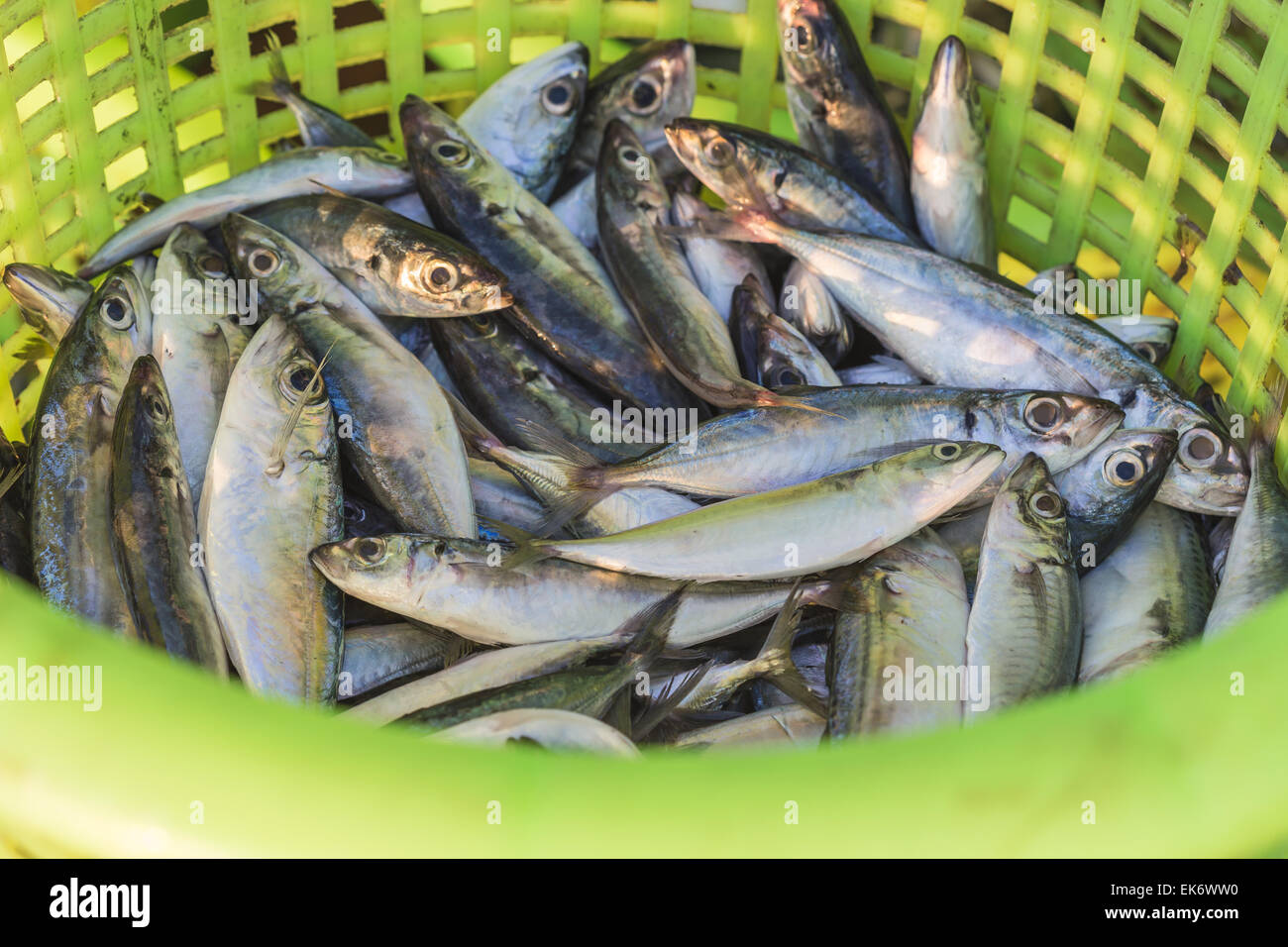 Close up Fresh fish in plastic basket Stock Photo - Alamy