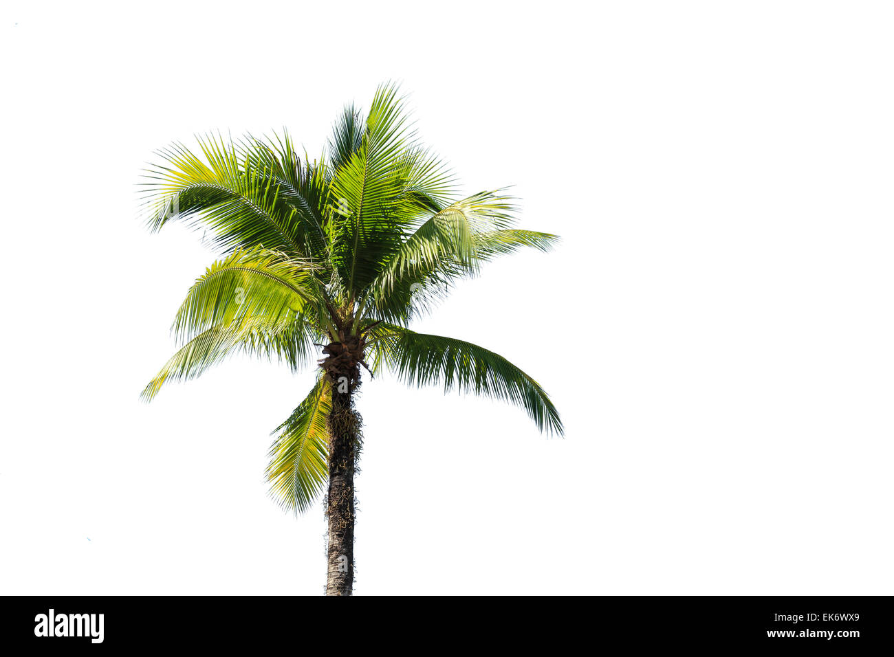 Coconut tree isolated on white background Stock Photo - Alamy