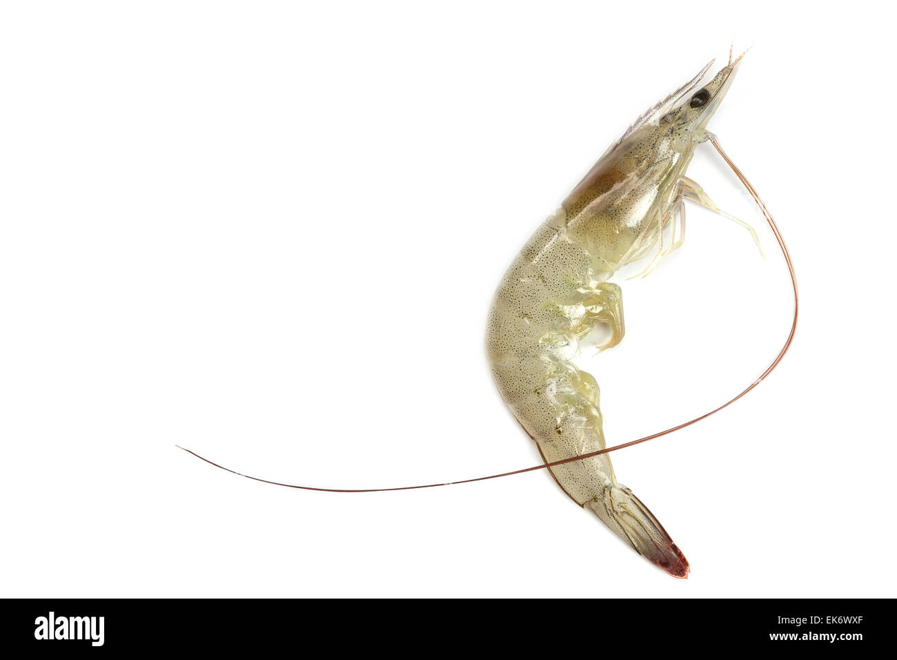 Natural fresh raw shrimp Cut Out Stock Images & Pictures - Alamy