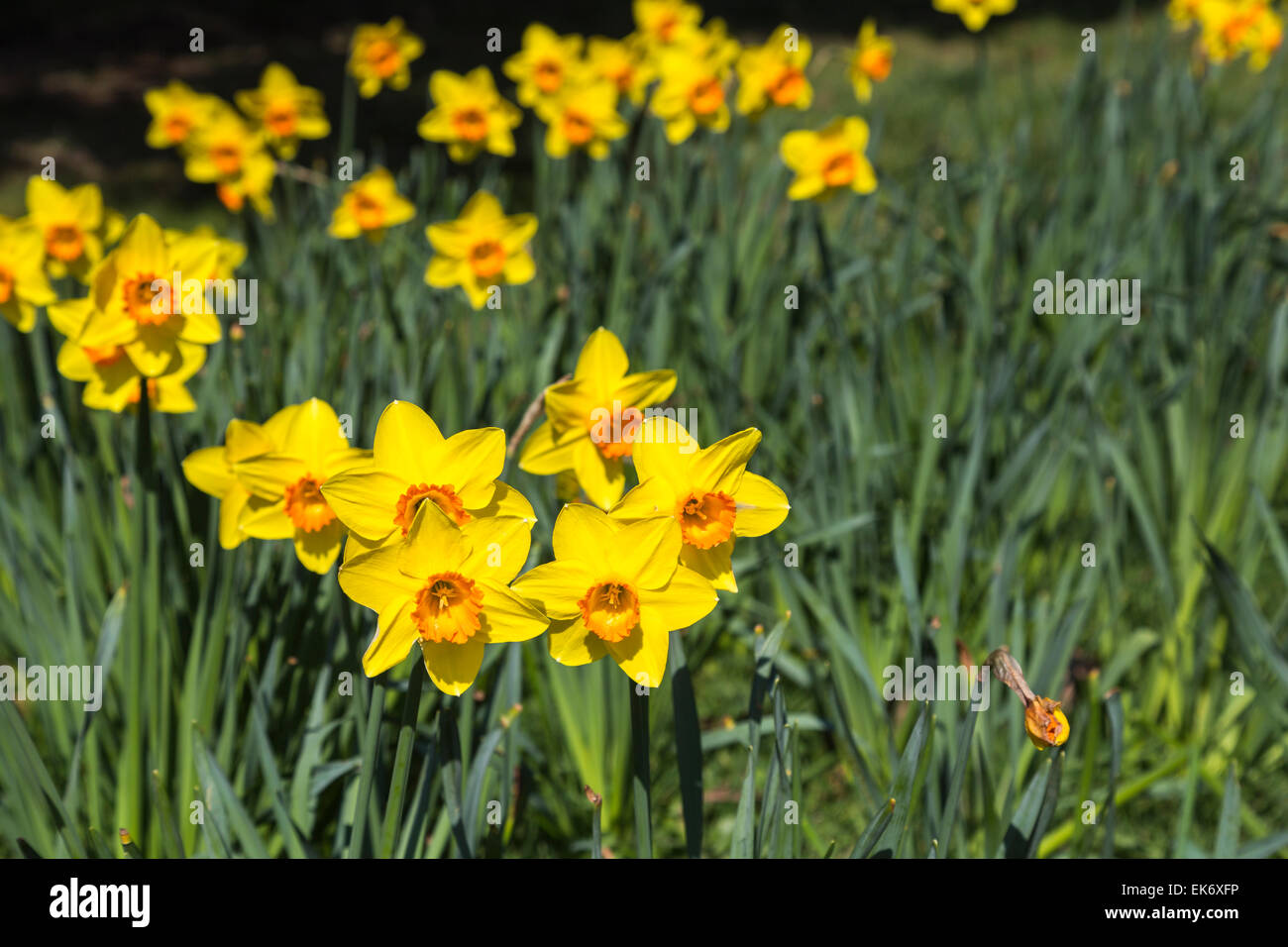 Orange trumpet yellow narcissus hi-res stock photography and images - Alamy