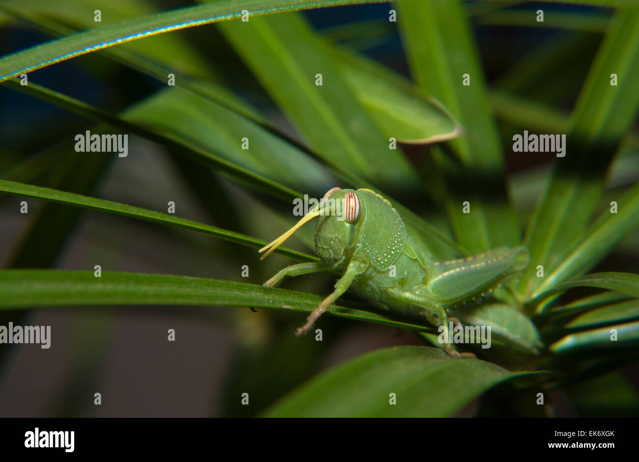 Egyptian Locust perched on a leave of a flowerpot Stock Photo - Alamy