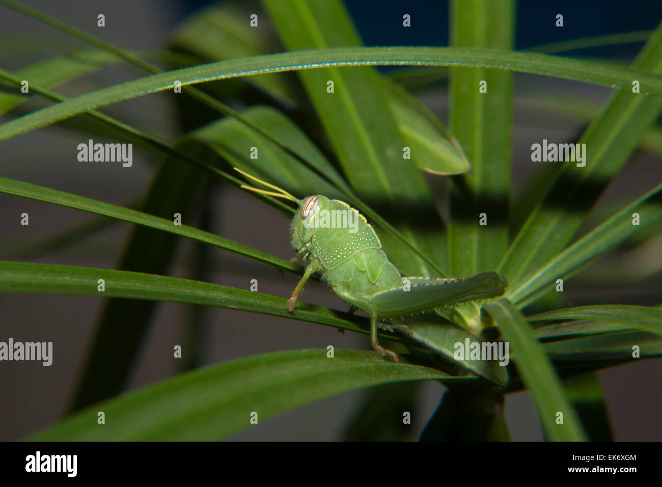 Egyptian Locust perched on a leave of a flowerpot Stock Photo - Alamy
