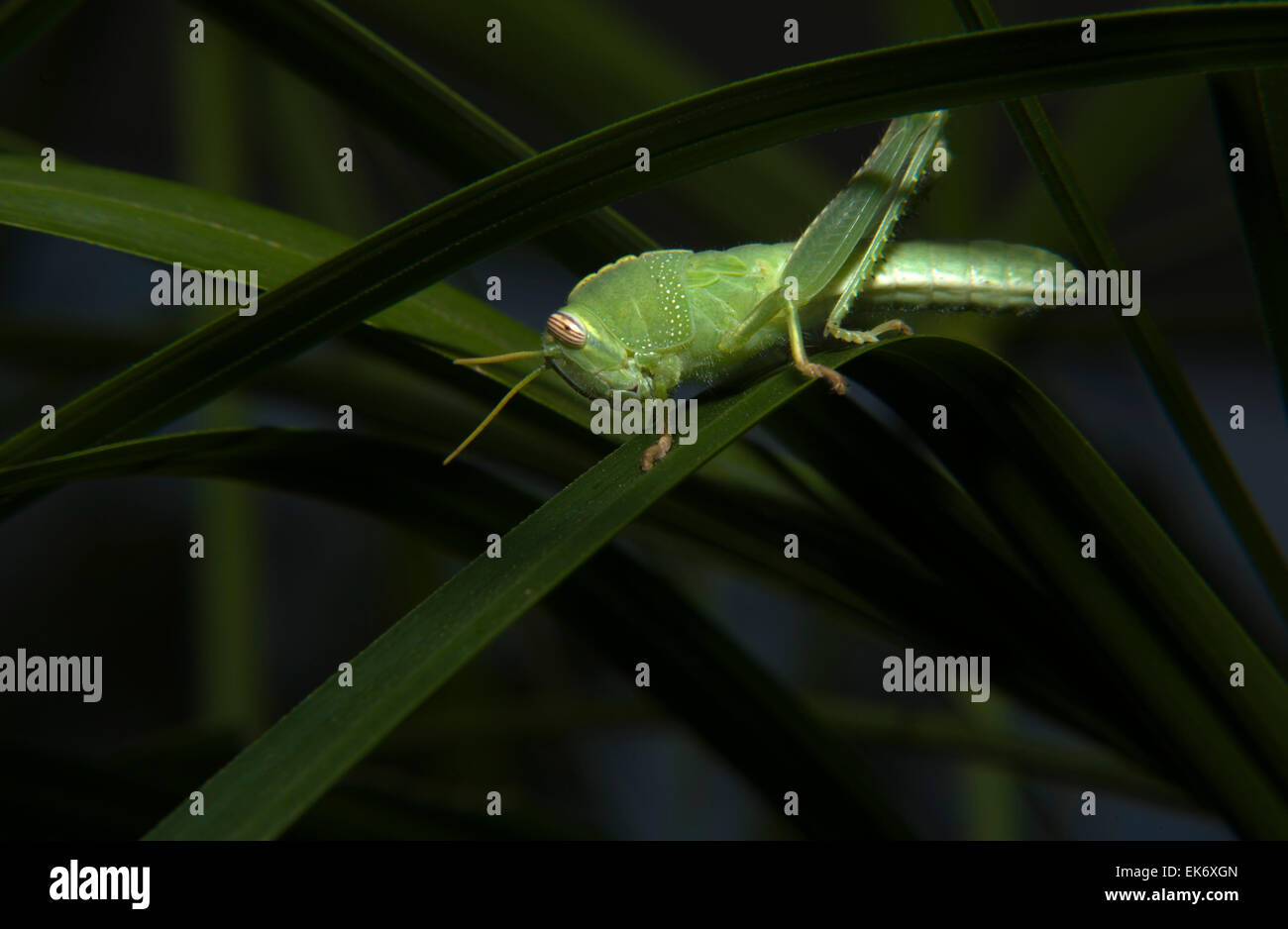 Egyptian Locust perched on a leave of a flowerpot Stock Photo - Alamy