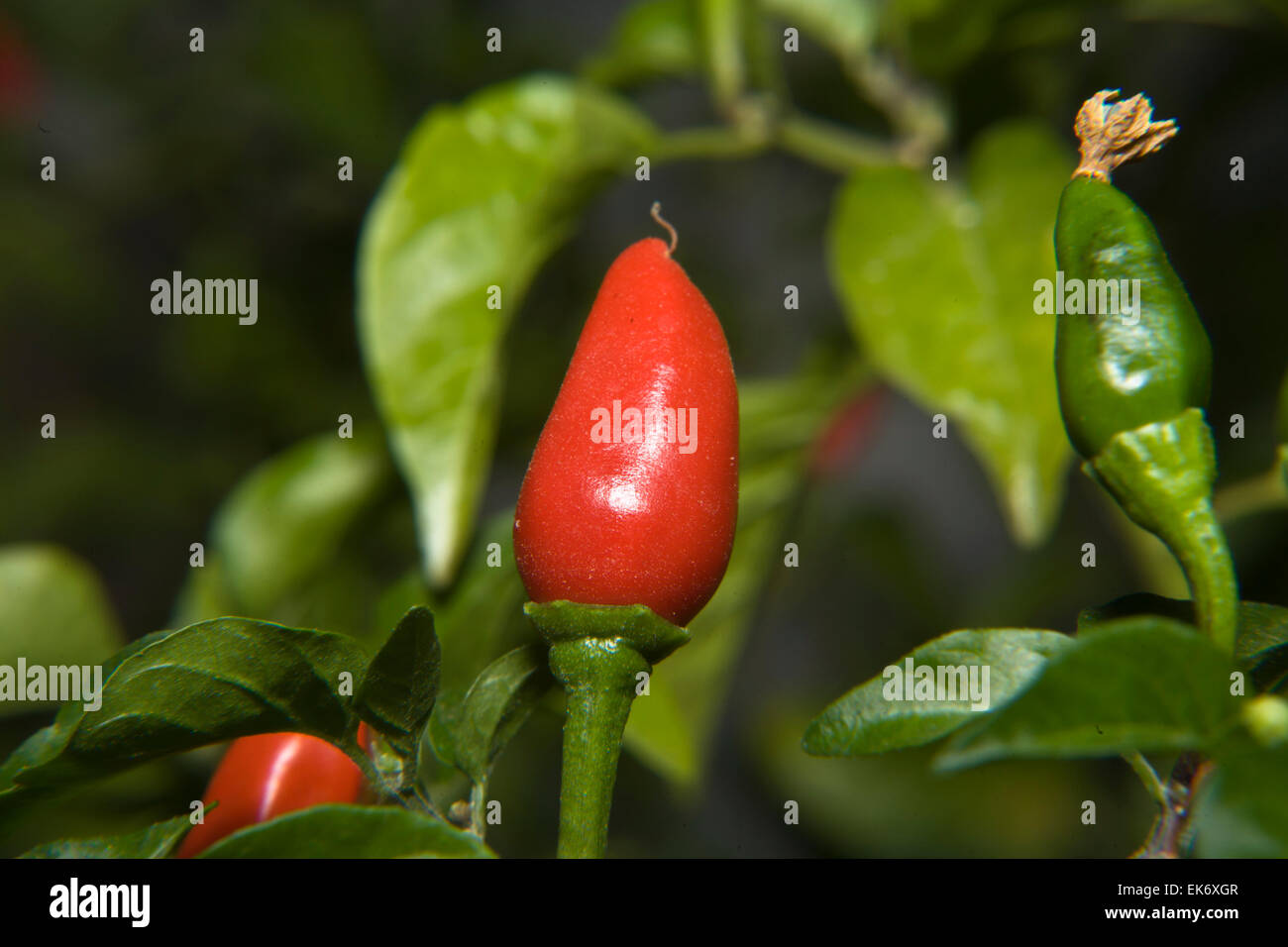 Fruit of Chilli pepper on branch of the plant Stock Photo - Alamy