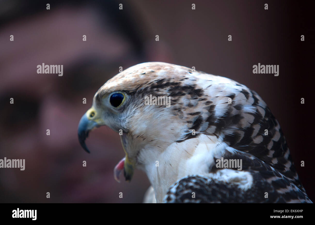 The gyrfalcon is a very large falcon being about the same size as the ...