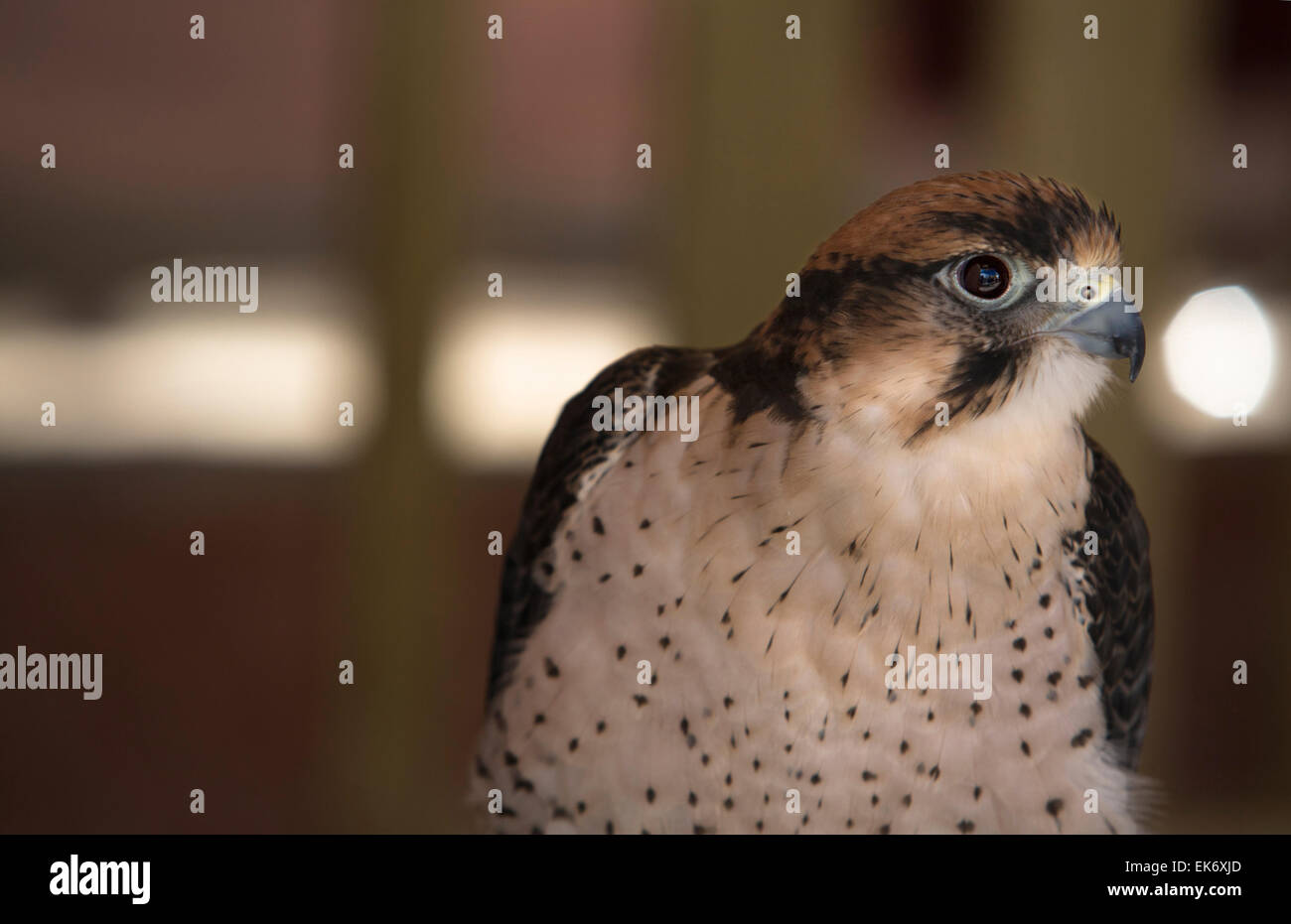 A large, crow-sized falcon, it has a blue-grey back, barred white ...