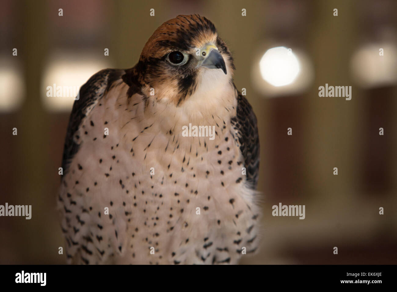 A large, crow-sized falcon, it has a blue-grey back, barred white ...