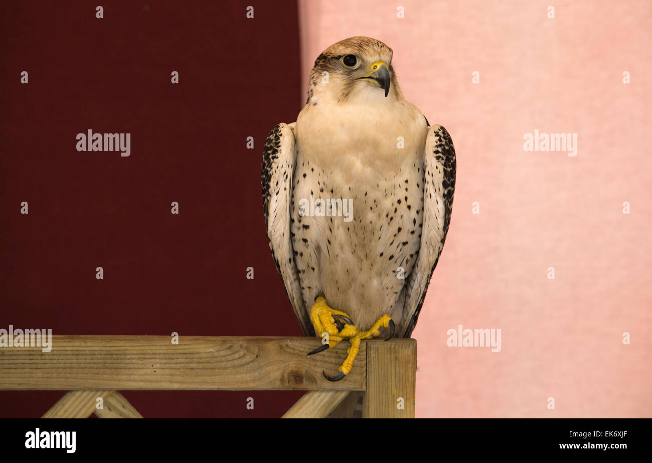 A large, crow-sized falcon, it has a blue-grey back, barred white ...
