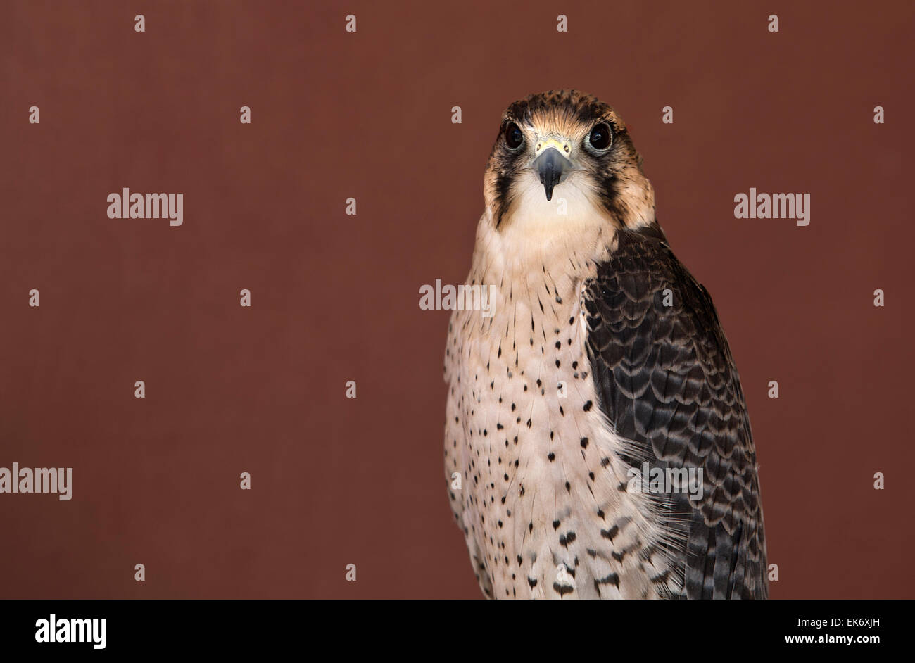 Crow sized falcon hi-res stock photography and images - Alamy