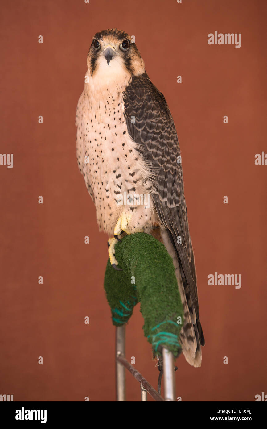A large, crow-sized falcon, it has a blue-grey back, barred white ...