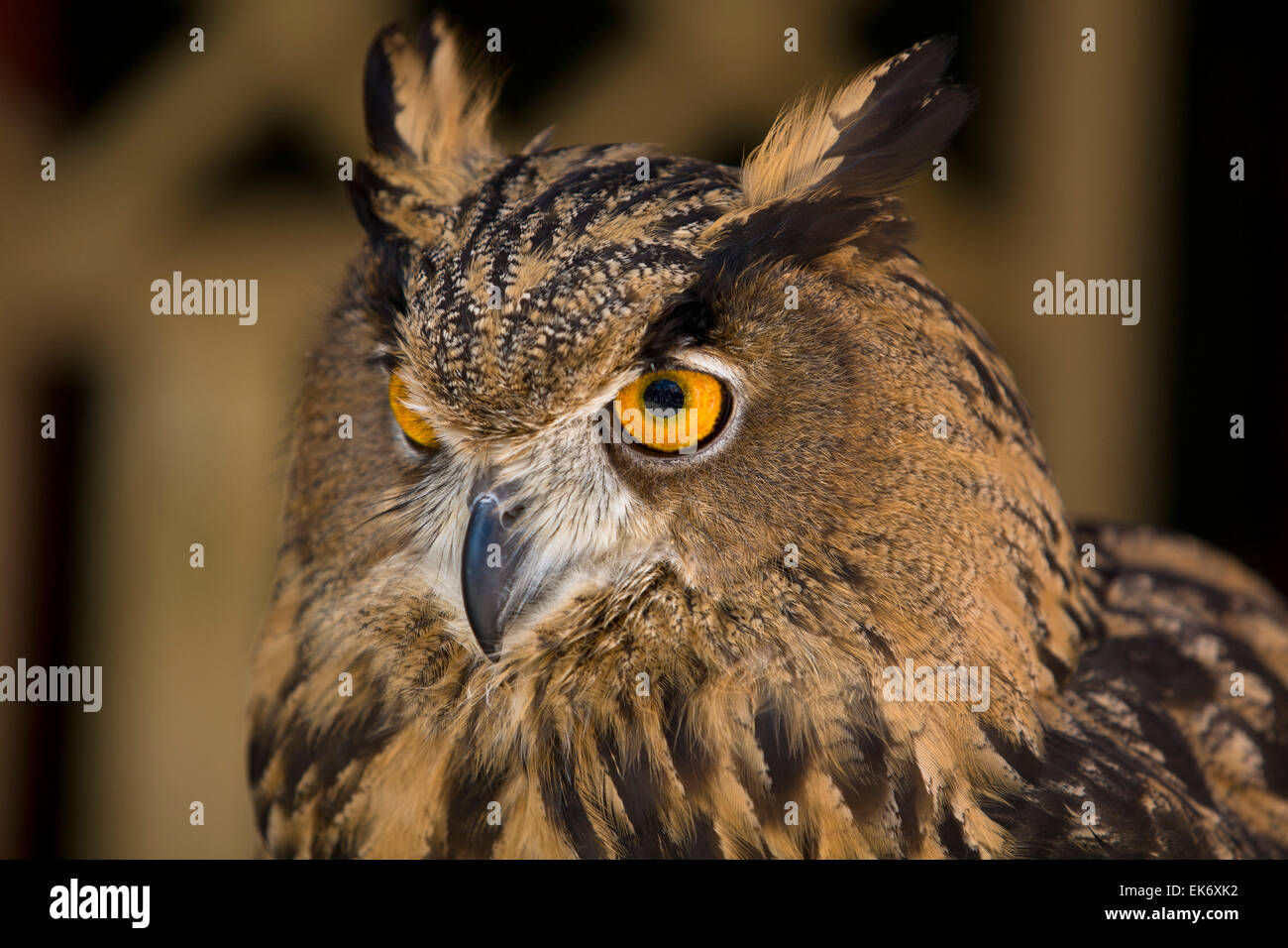 The Eagle Owl is a very large and powerful bird, sometimes referred to ...