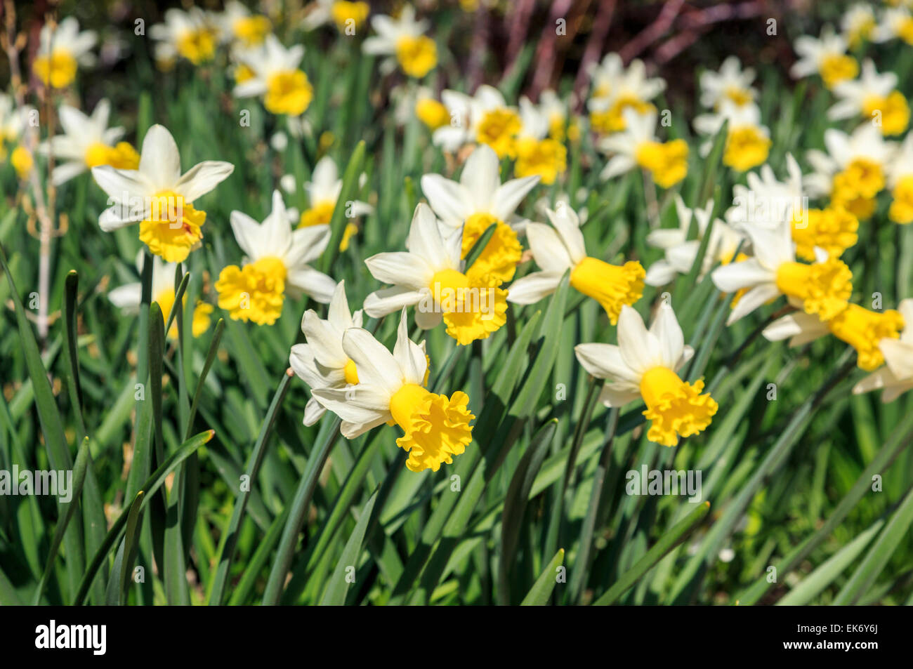 Narcissus 'Wisley', a bicoloured daffodil with white petals and bright ...