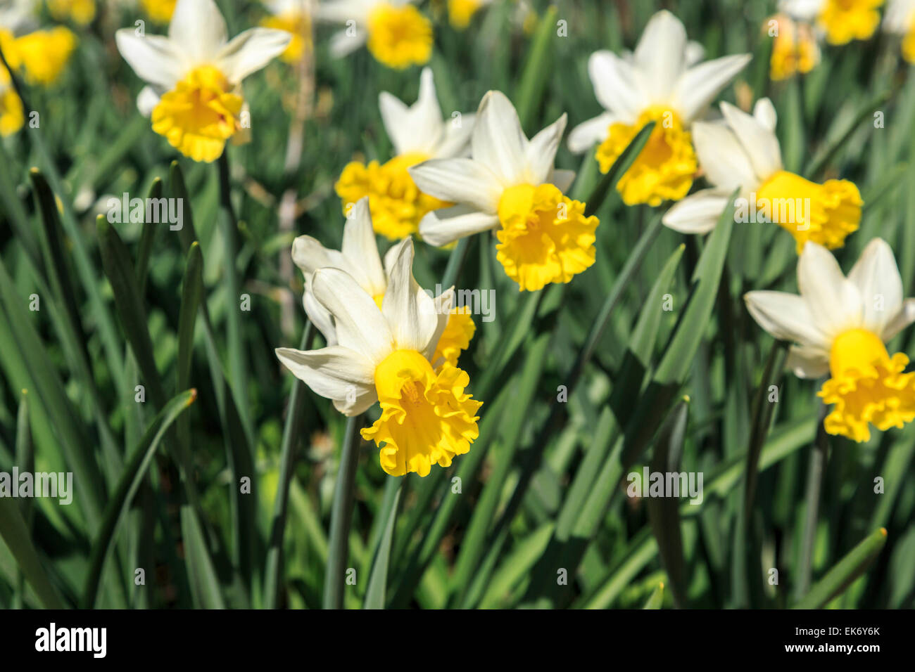 Narcissus 'Wisley', a bicoloured daffodil with white petals and bright ...