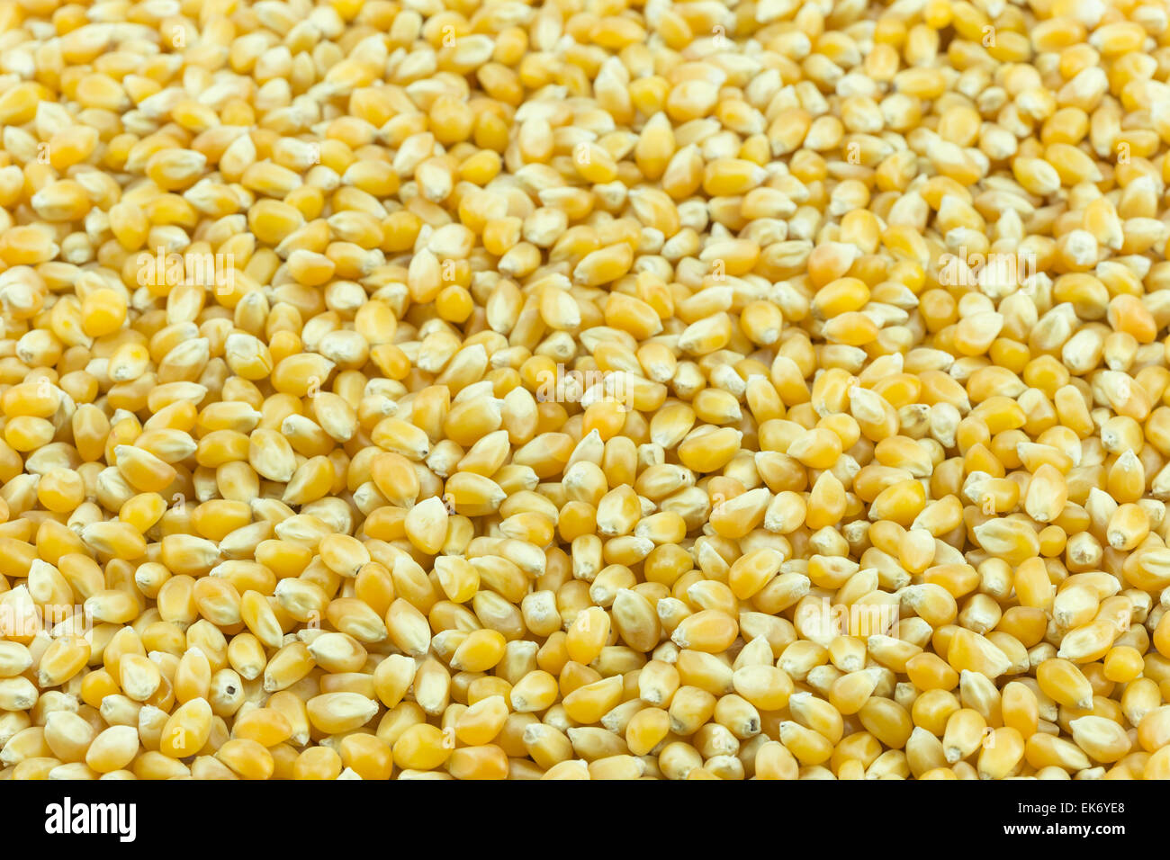 Close up yellow grain corn background Stock Photo - Alamy