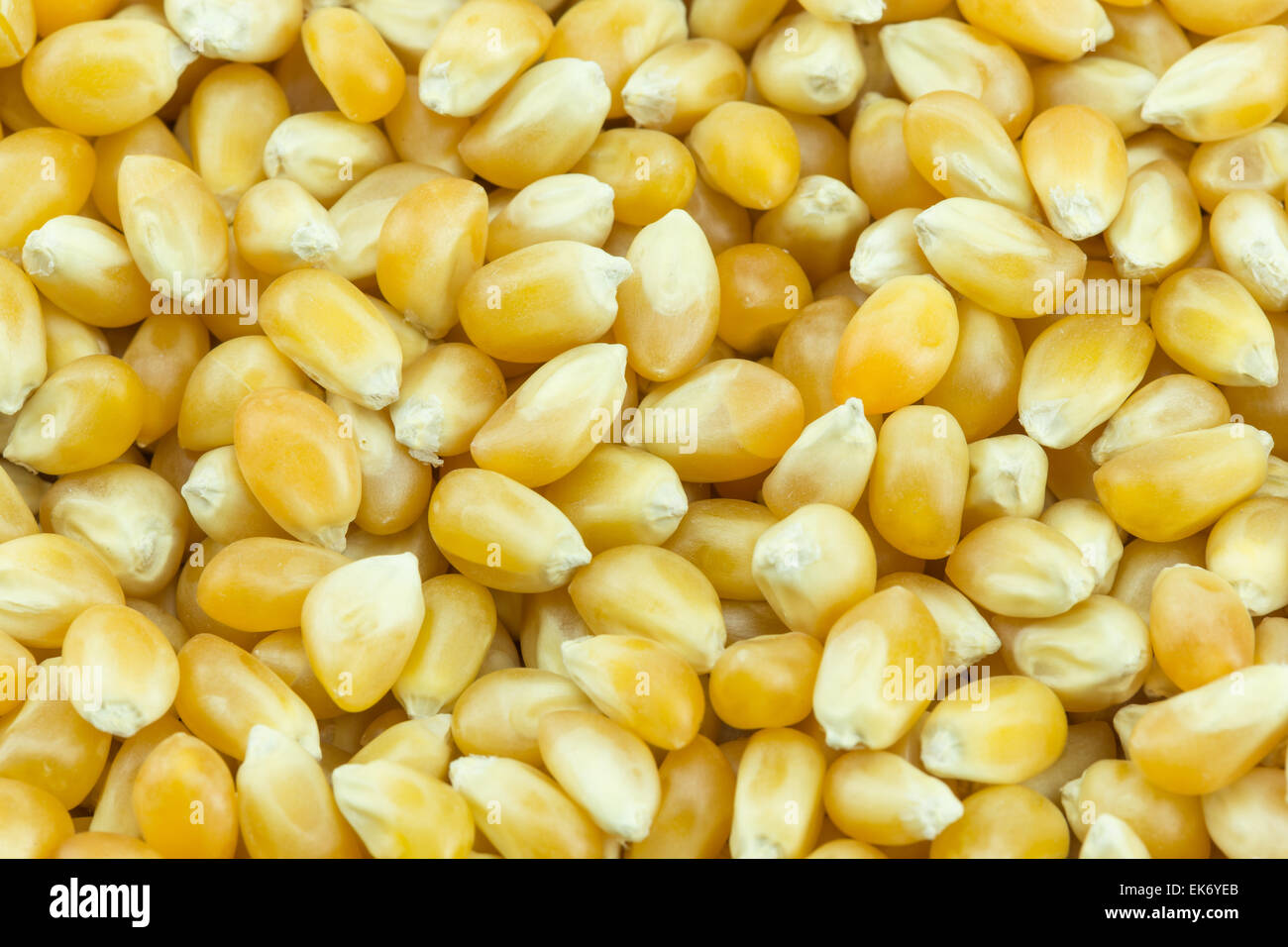 Kernel corn cob close up dried hi-res stock photography and images - Alamy