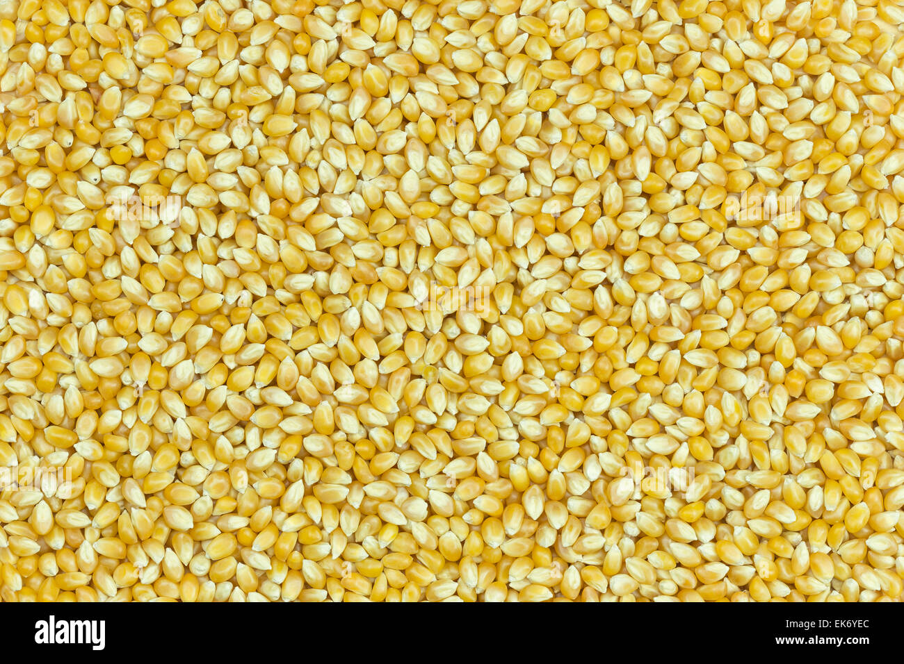 Kernel corn cob close up dried hi-res stock photography and images - Alamy