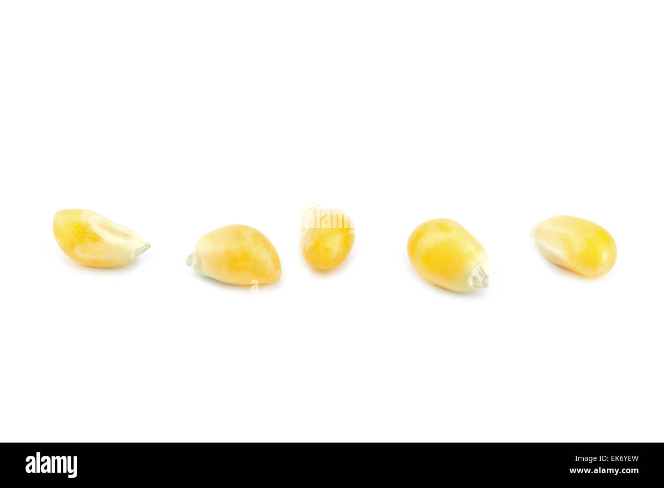 Close up yellow grain corn isolated on white background Stock Photo - Alamy