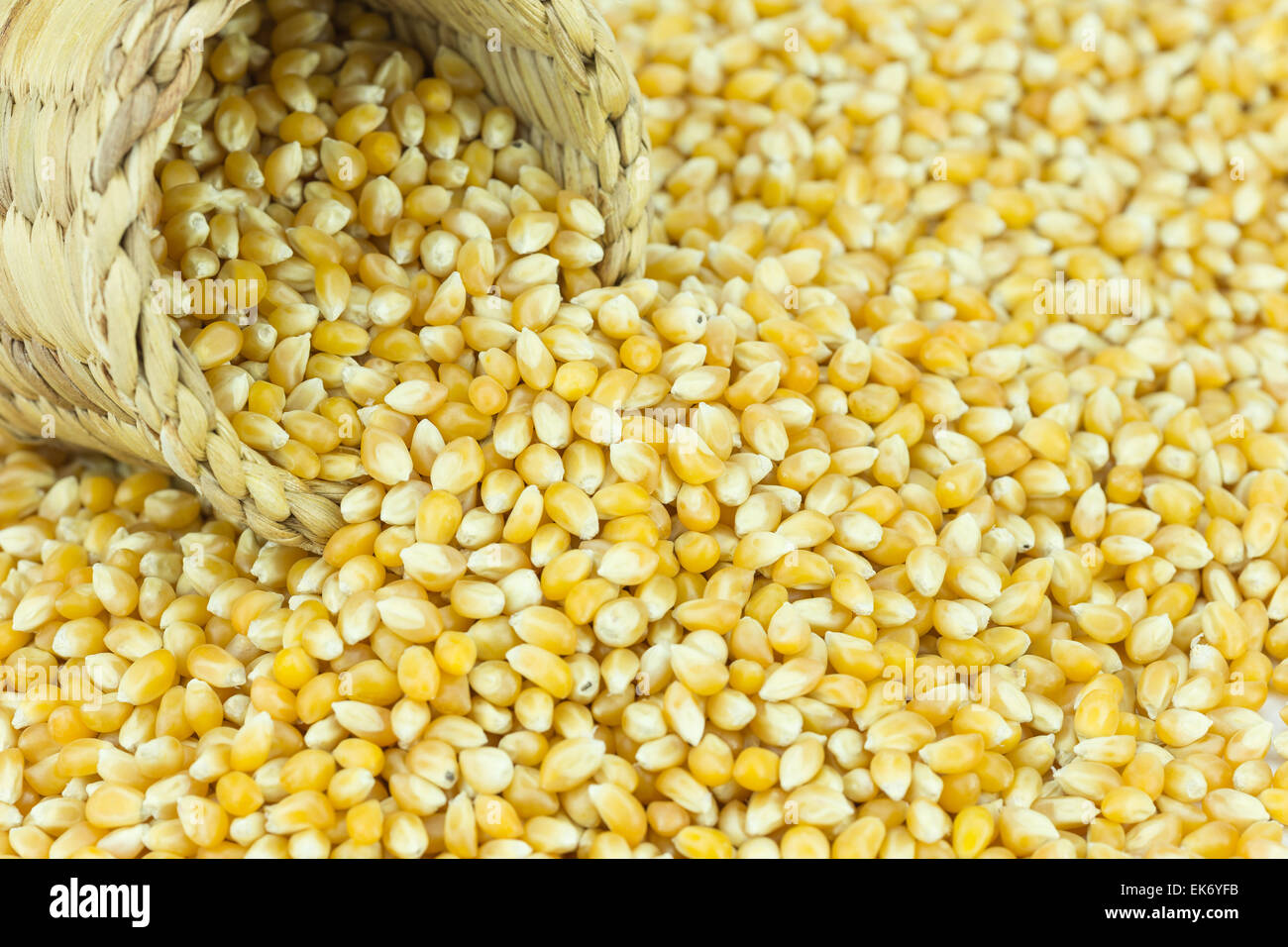 Close up yellow grain corn Stock Photo - Alamy