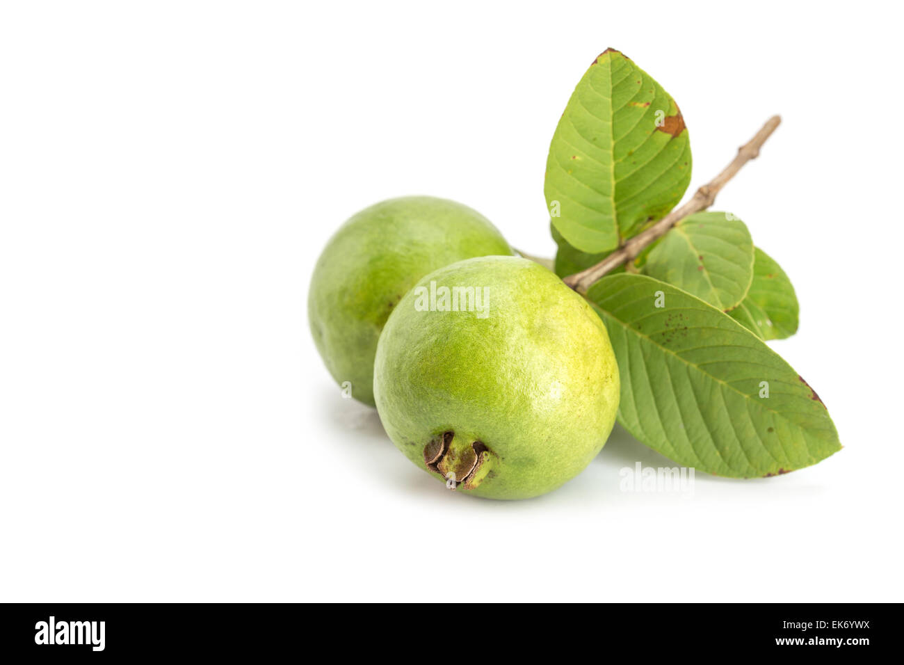 Local Thai green guava isolated on white background Stock Photo - Alamy