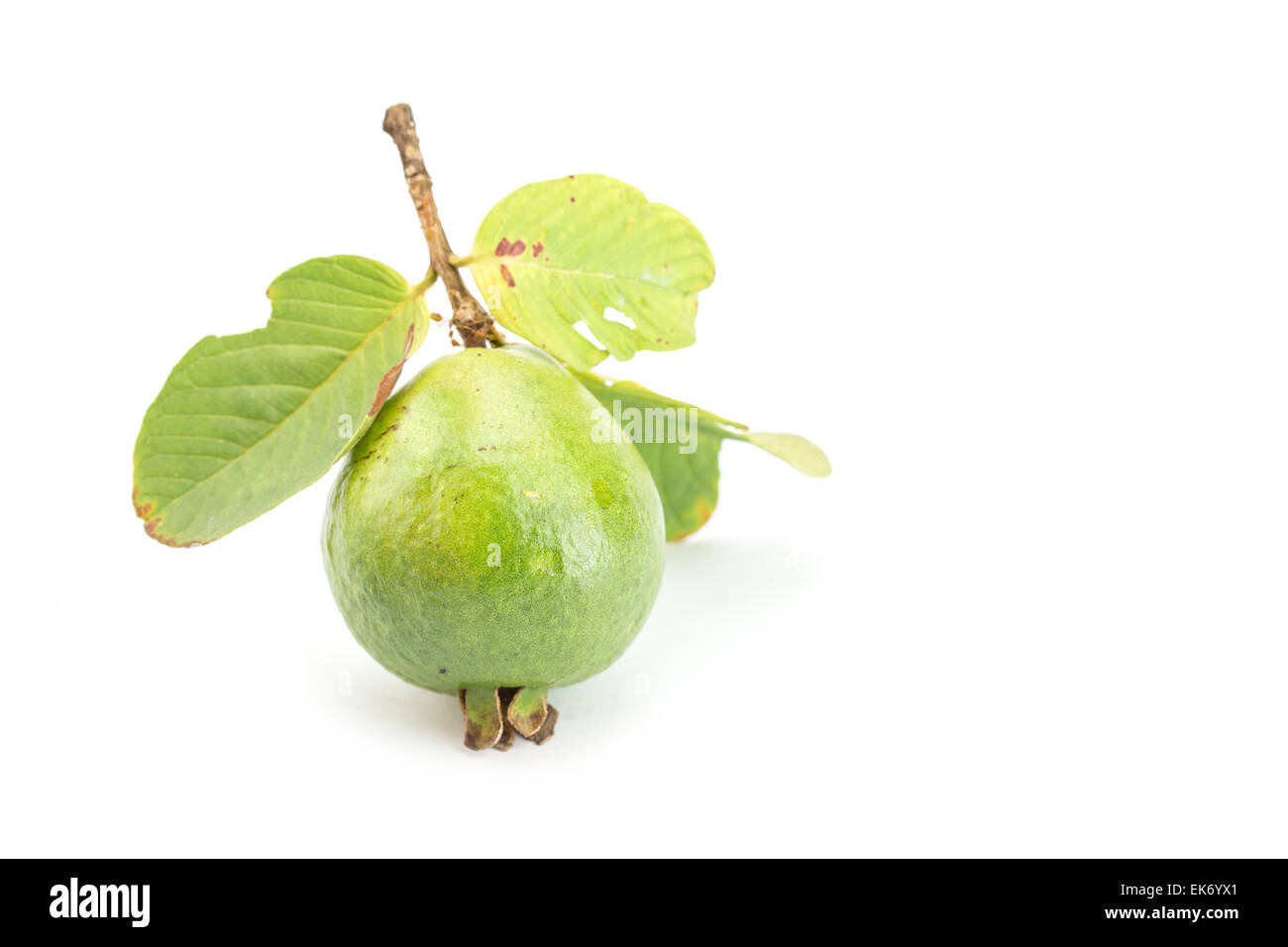 Local Thai green guava isolated on white background Stock Photo - Alamy