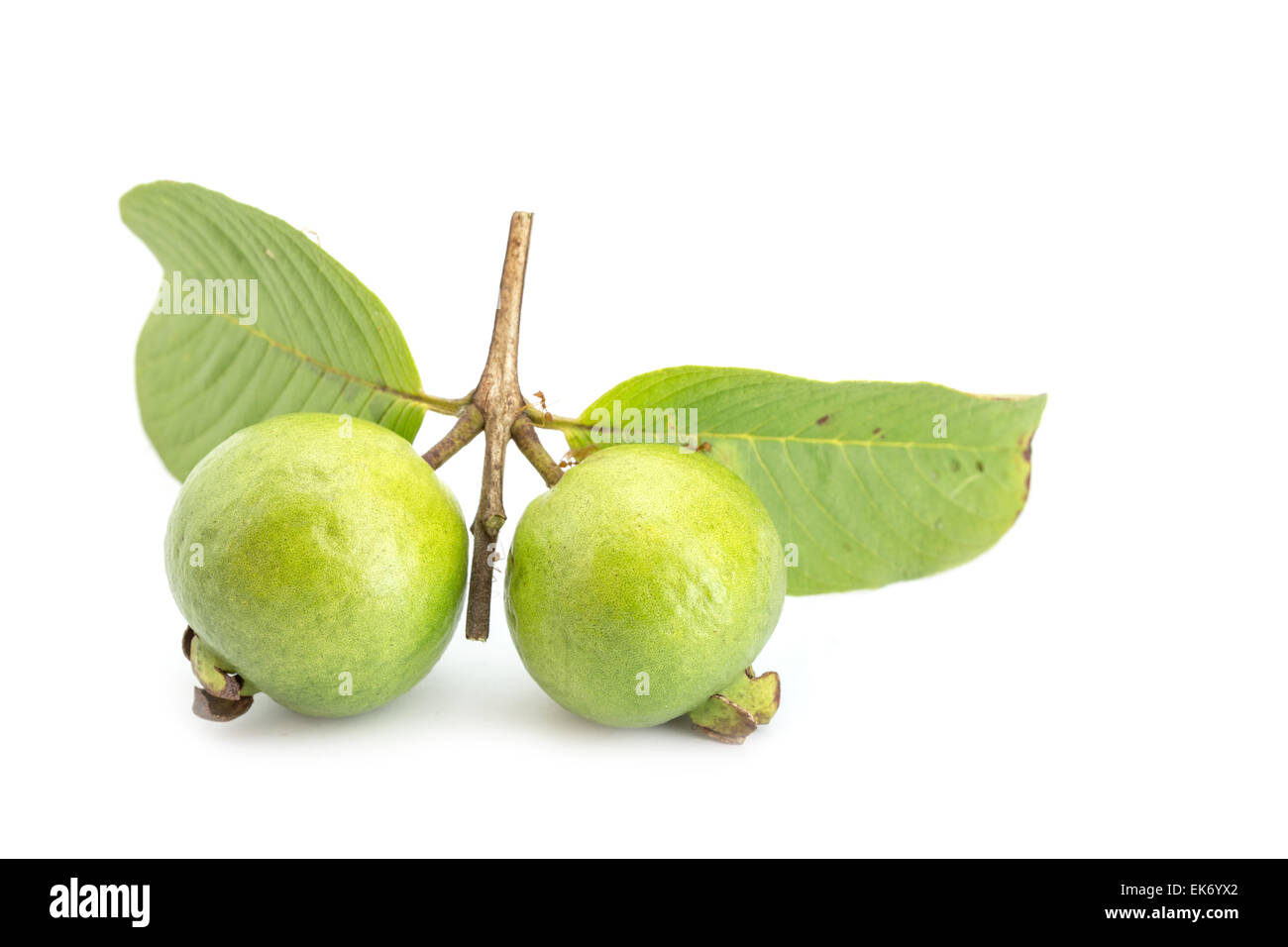 Local Thai green guava isolated on white background Stock Photo - Alamy