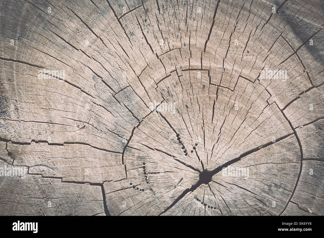 texture of tree stump for background Stock Photo - Alamy