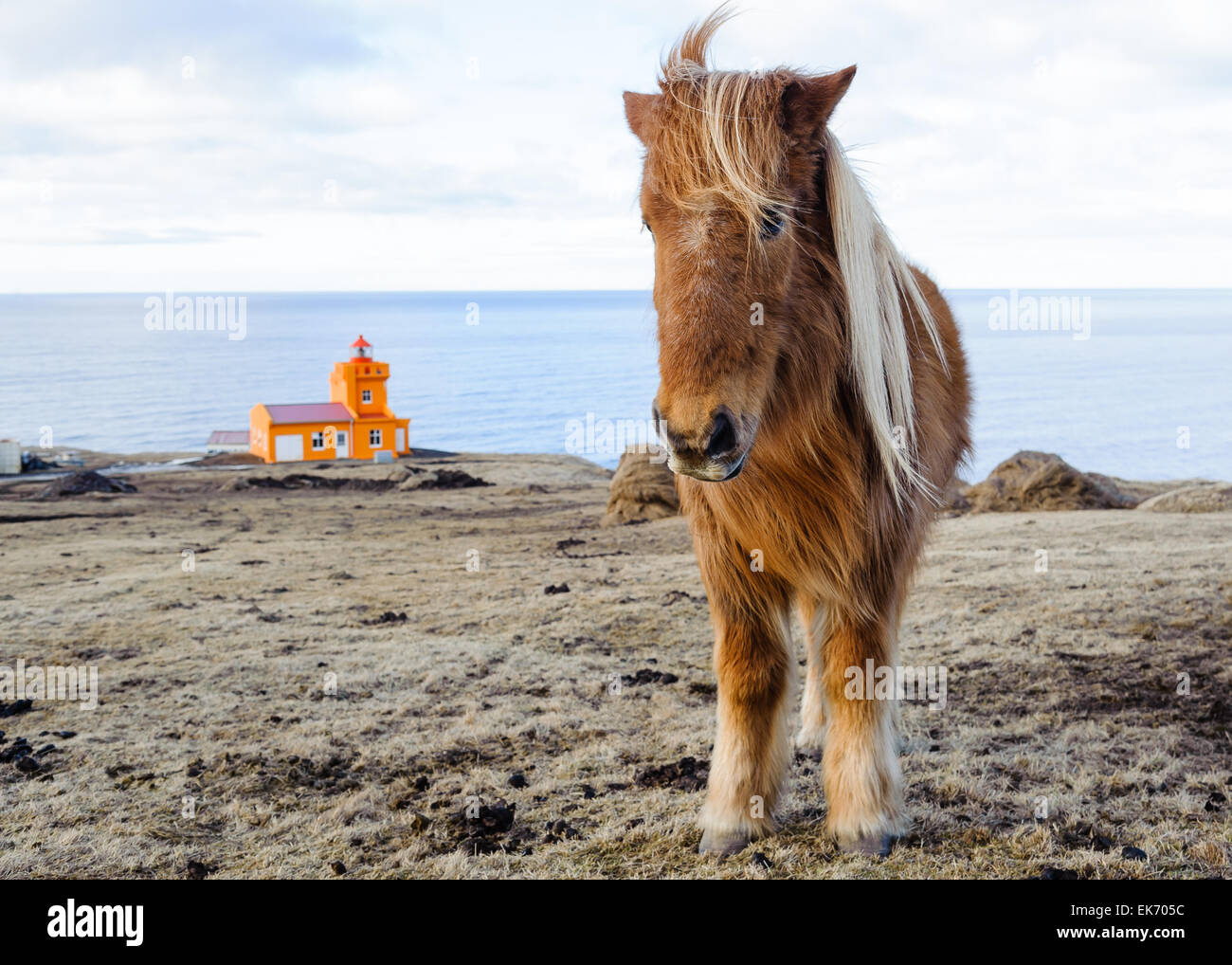 Standing in front of pony hi-res stock photography and images - Alamy