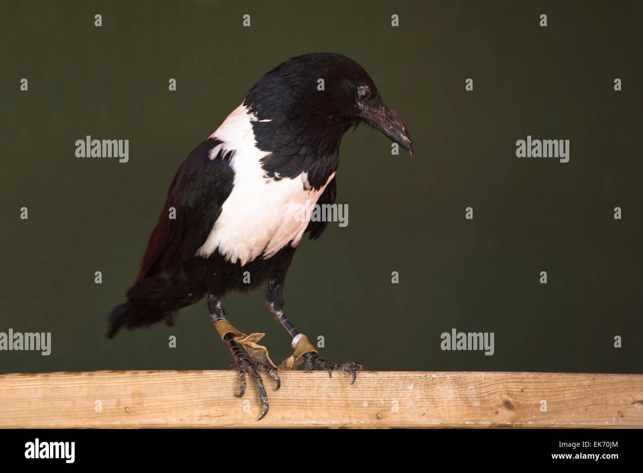 Magpie and water hi-res stock photography and images - Alamy