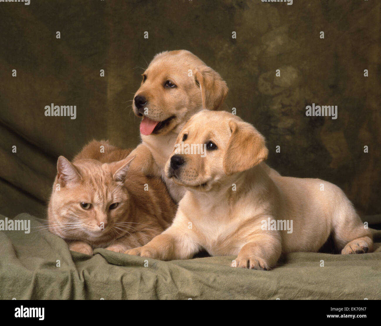 Yellow labrador family hi-res stock photography and images - Alamy